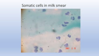 Bovine Mastitis mechanism pathogenesis prevention care and treatment ...