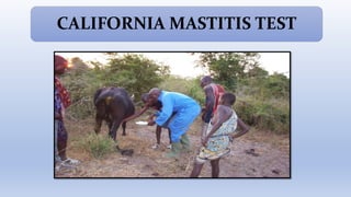Bovine Mastitis mechanism pathogenesis prevention care and treatment ...