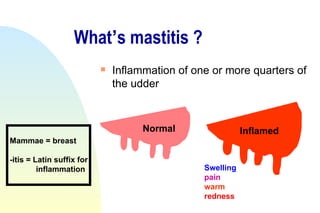 Basics of Bovine Mastitis- Characteristics, Diagnosis and Control | PPT