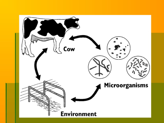Bovine mastitis prevention and control | PPT