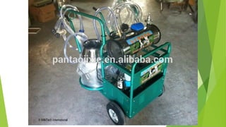 Bovine mastitis due to Milking machine | PPT