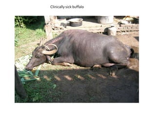 Bovine microfilareasis | PPTX