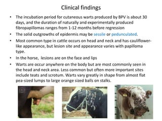 Bovine papillomatosis1 | PPTX