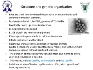 Bovine papillomatosis1 | PPTX