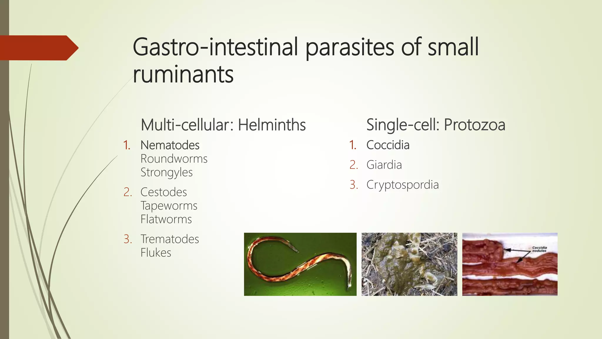 Current recommendations for internal parasite control in small ruminants | PPTX