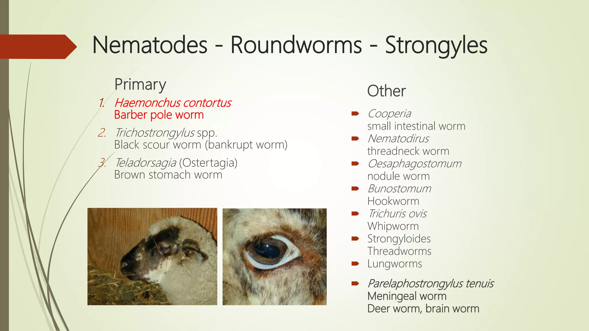 Current recommendations for internal parasite control in small ...