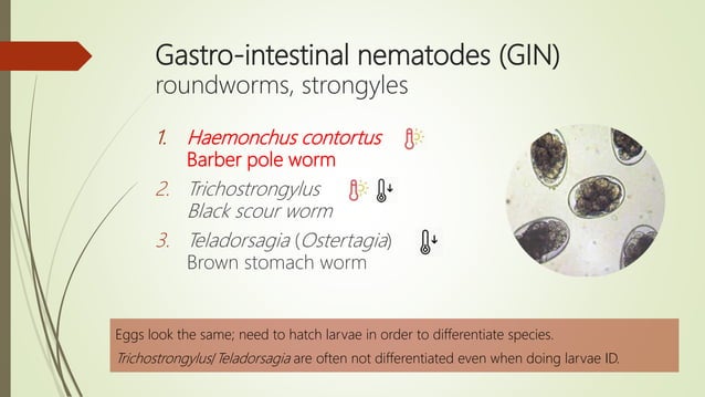 Current recommendations for internal parasite control in small ...