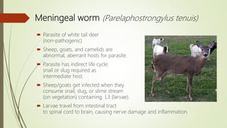 Current recommendations for internal parasite control in small ...