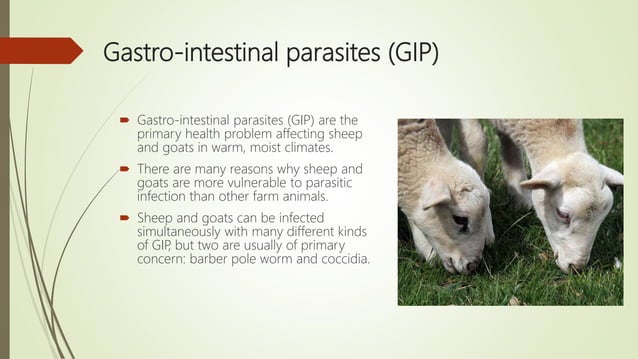 Current recommendations for internal parasite control in small ruminants | PPT