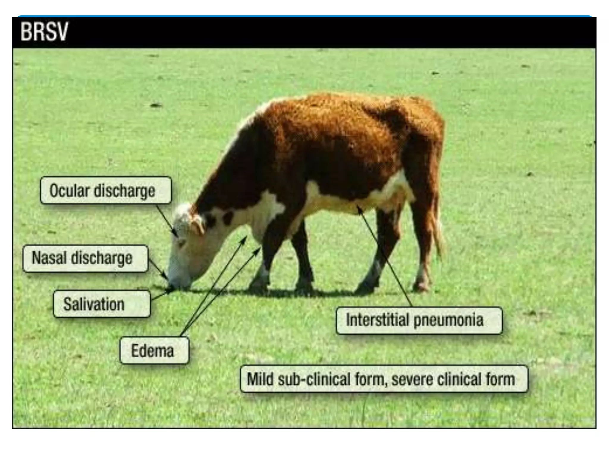 Bovine respiratory syncytial virus (brsv) | PPTX