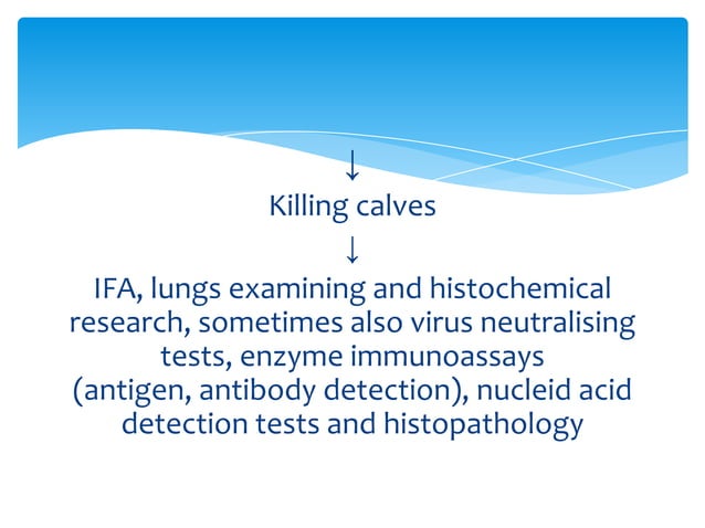 Bovine respiratory syncytial virus (brsv) | PPTX | Lung and Respiratory ...