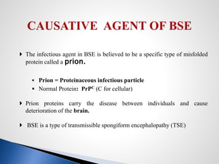 Bovine spongiform encephalopathy by bishajit | PPTX | Brain and Nervous ...