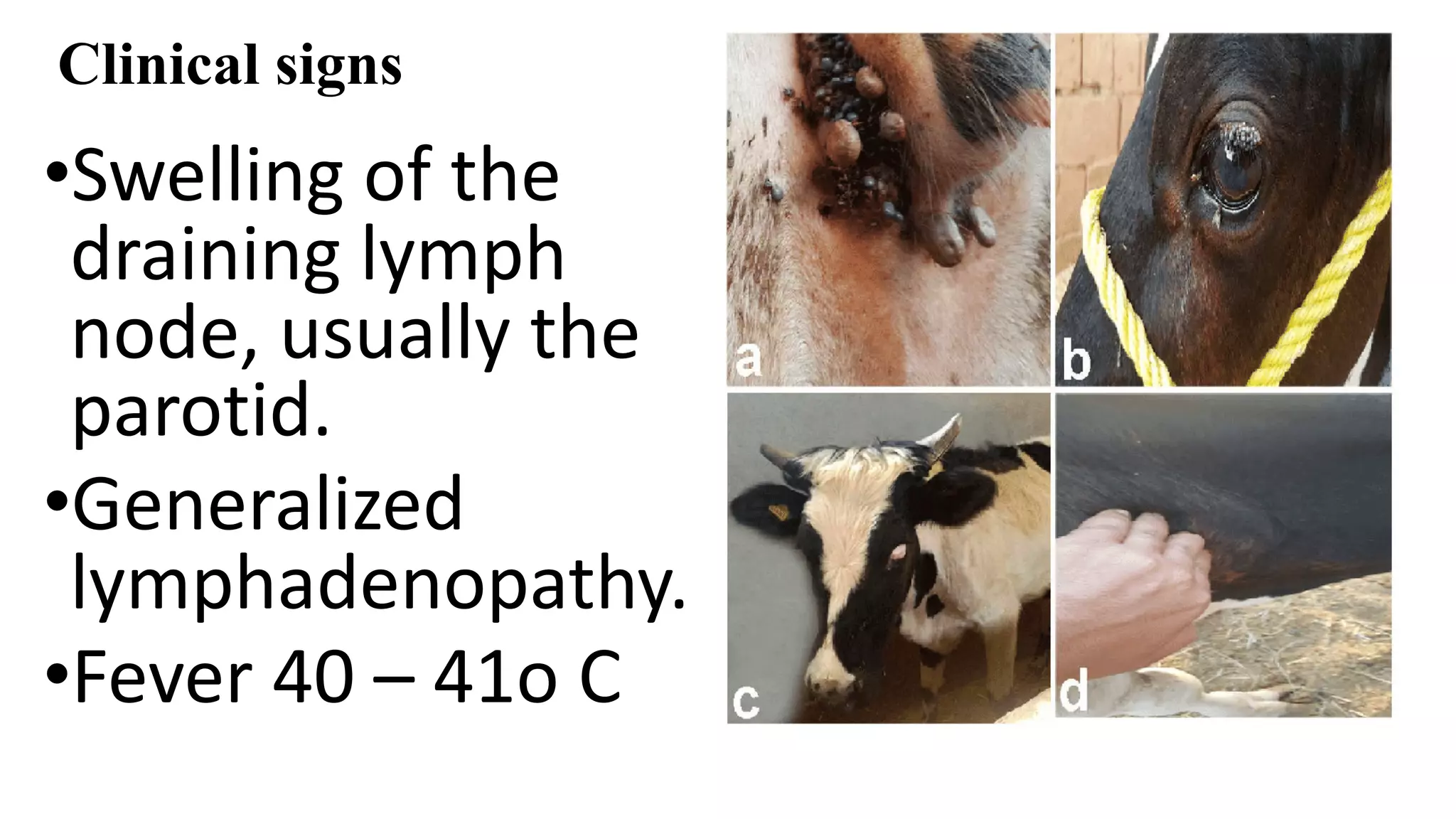 Bovine theileriosis | PDF