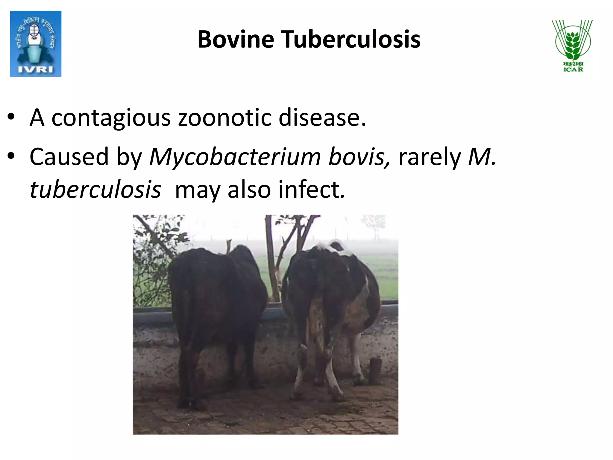 Bovine tuberculosis epidemiology & control in india | PPTX