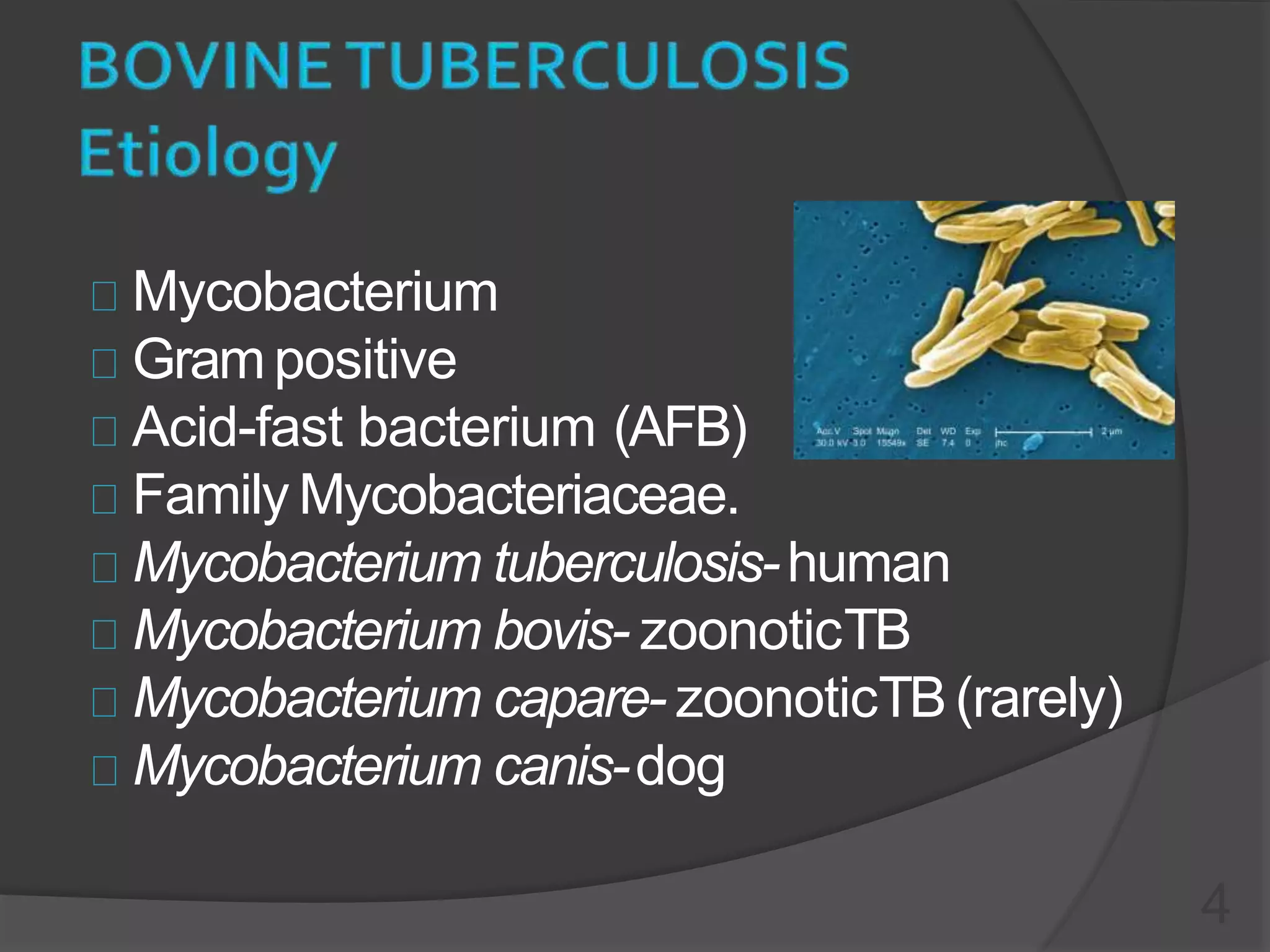 Bovine tuberculosis | PPTX