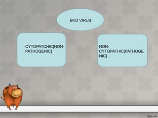 Bovine viral diarrhoea | PPTX