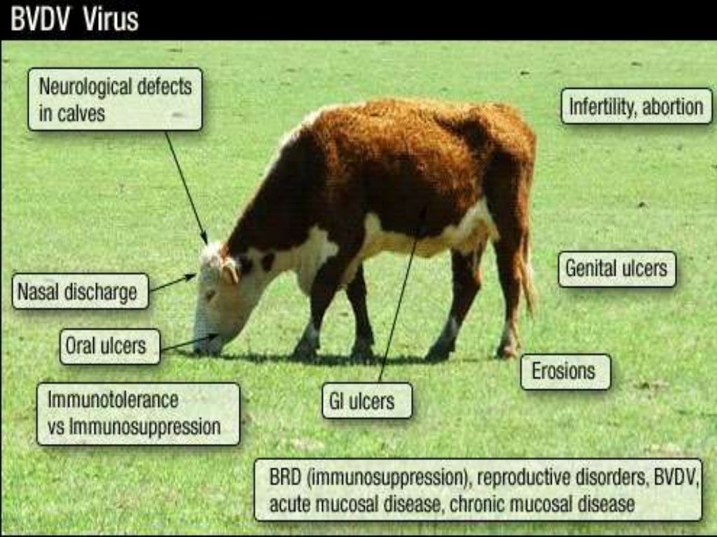 Bovine viral diarrhoea