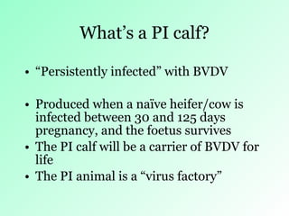 Bovine Viral Diarrhoea Virus | PPT