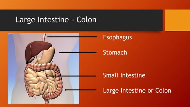 Bowel Preparation for Colonoscopy | PPTX | Medical Health