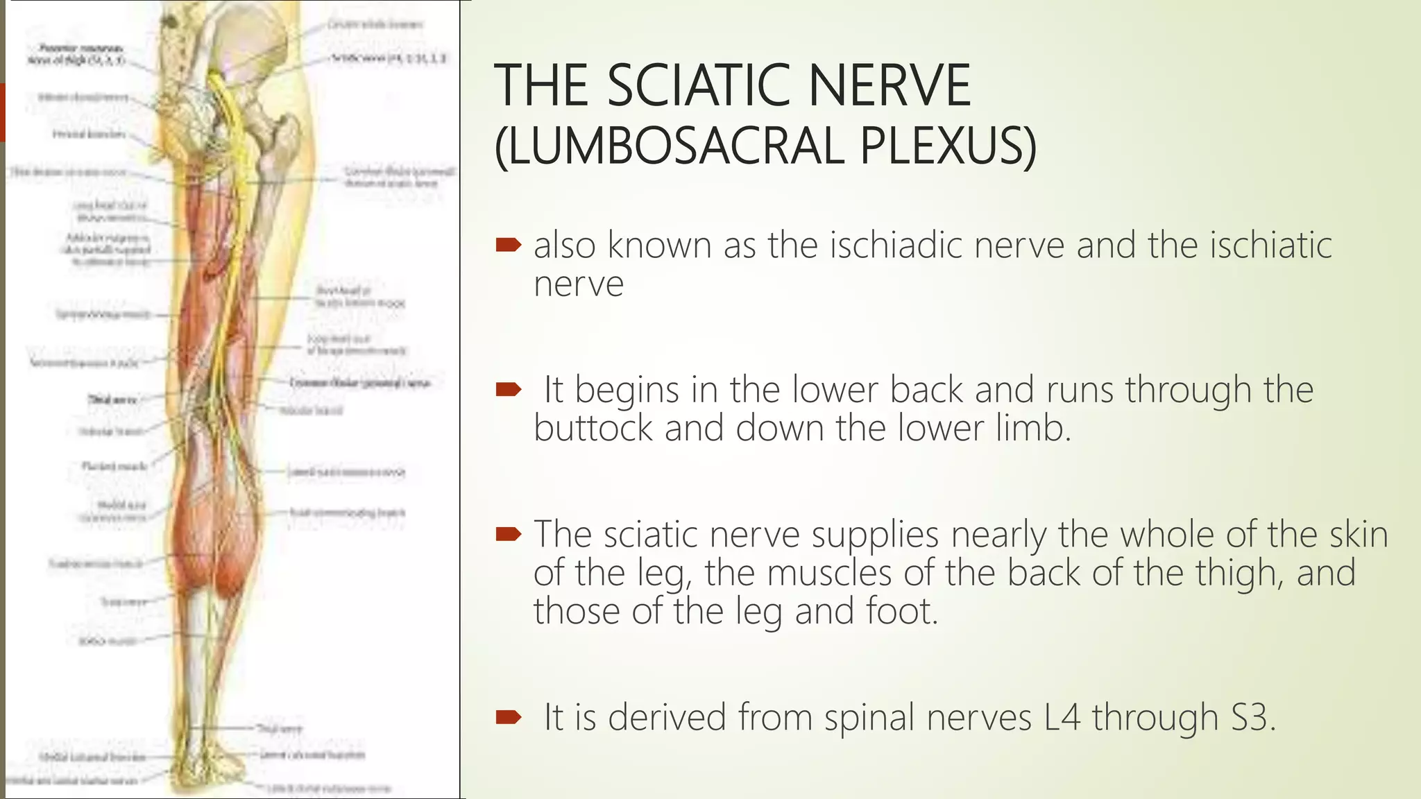 Bowstring test. By Philans Cosmos Ankrah | PPSX