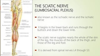 Bowstring test. By Philans Cosmos Ankrah | PPSX