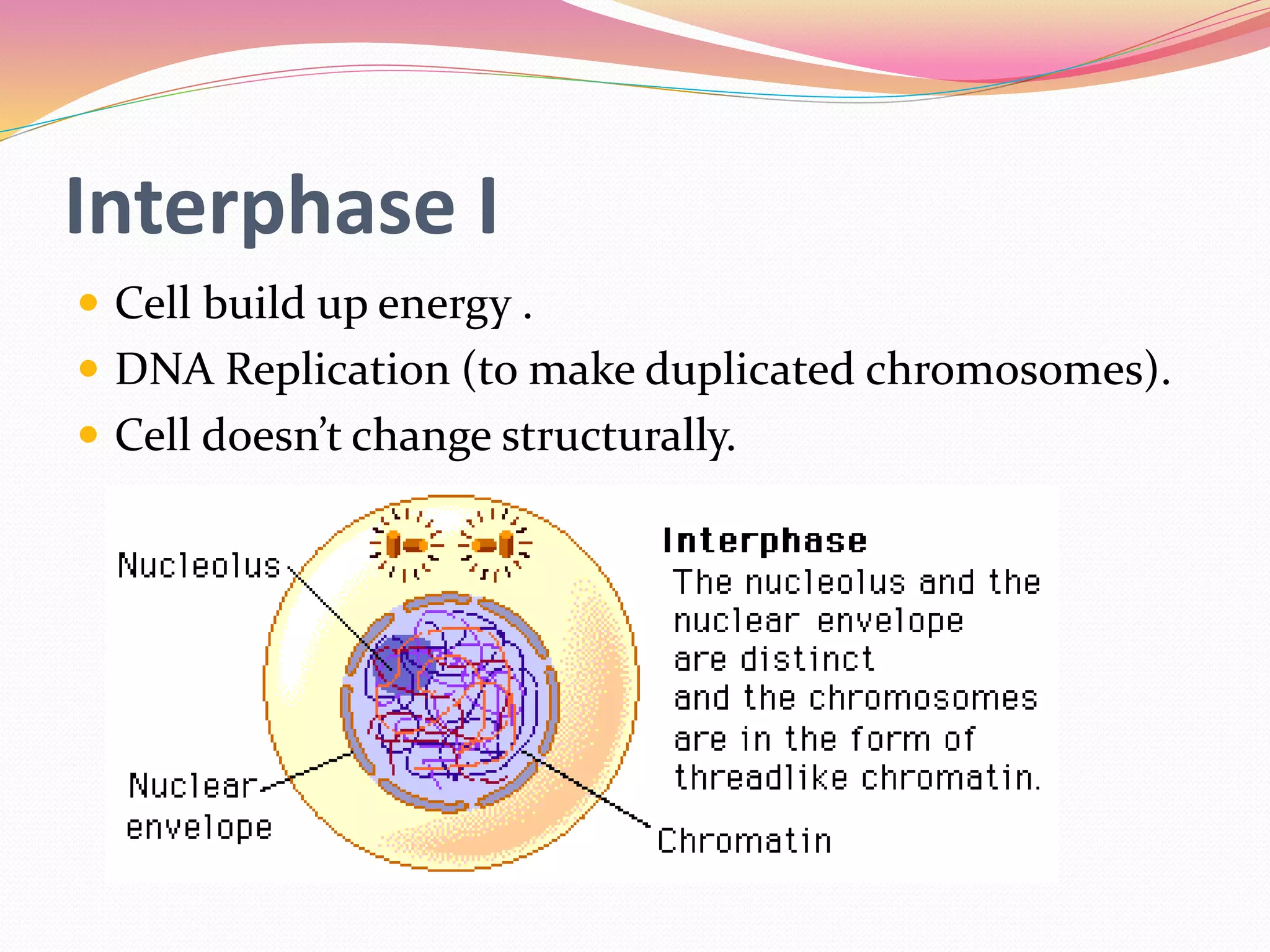 Meiosis and its different stages | PPTX