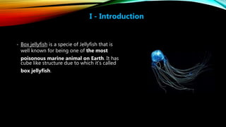 Box fellyfish | PPTX