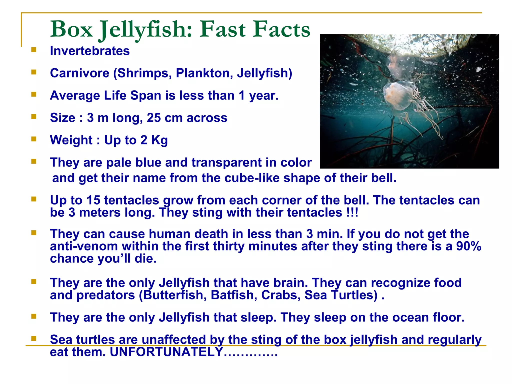 Box jelly fish | PPT