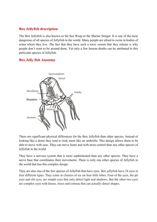 Box Jellyfish Anatomy