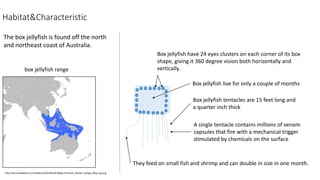 Box jellyfish toxicity | PPT