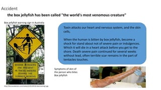 Box jellyfish toxicity | PPT