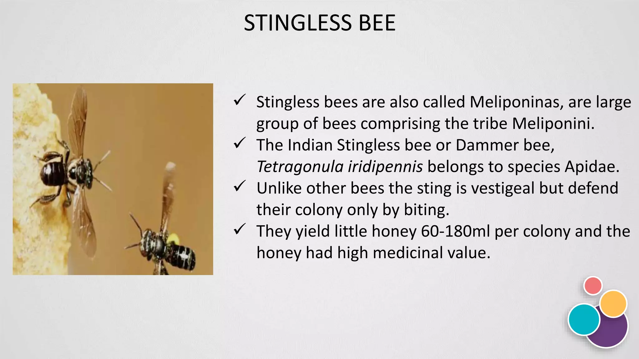 Stingless bee Box making (Apiculture) | PPTX