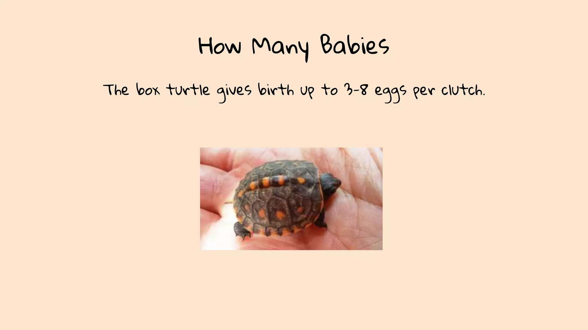 Box turtles | PPT