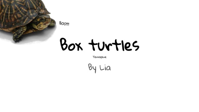 Box turtles | PPT