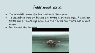 Box turtles | PPT