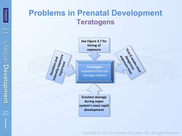 Bee & Boyd, Lifespan Development, Chapter 3 | PPT