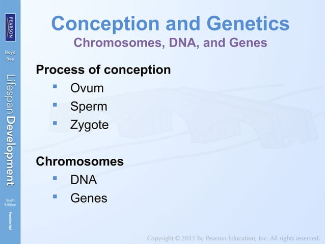 Bee & Boyd, Lifespan Development, Chapter 3 | PPT
