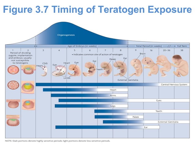 Bee & Boyd, Lifespan Development, Chapter 3 | PPT
