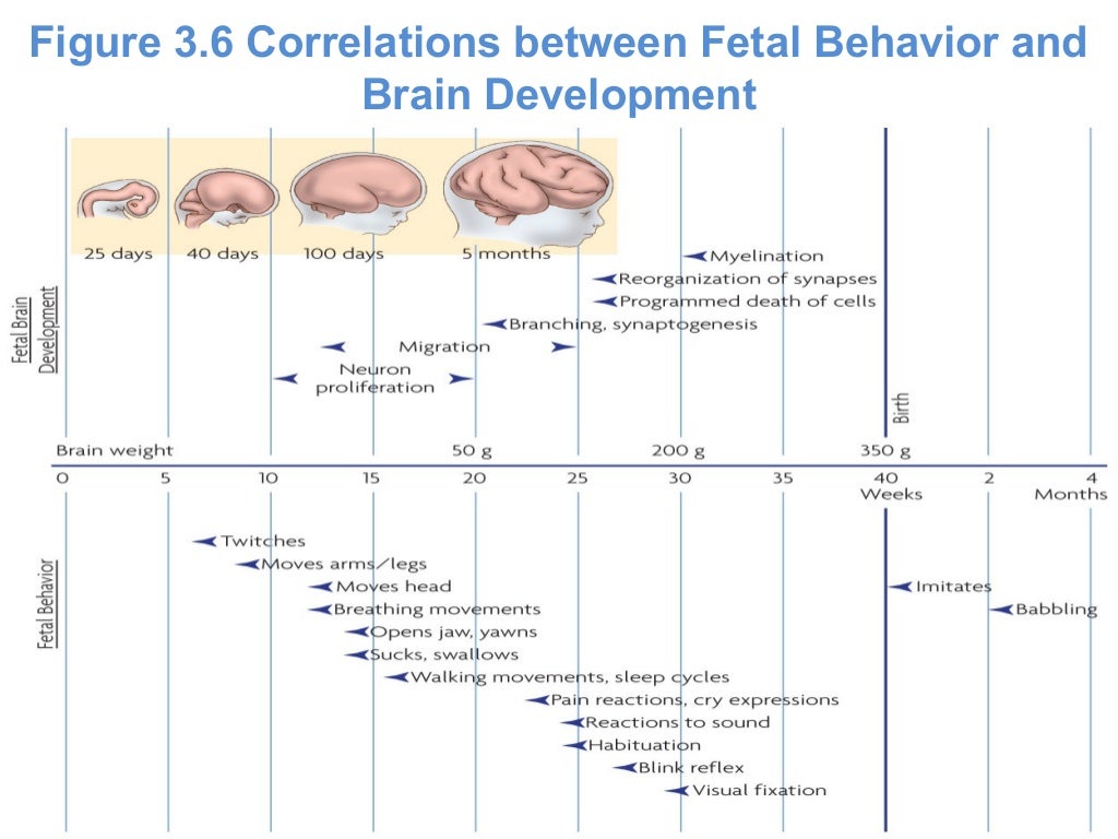 Bee & Boyd, Lifespan Development, Chapter 3