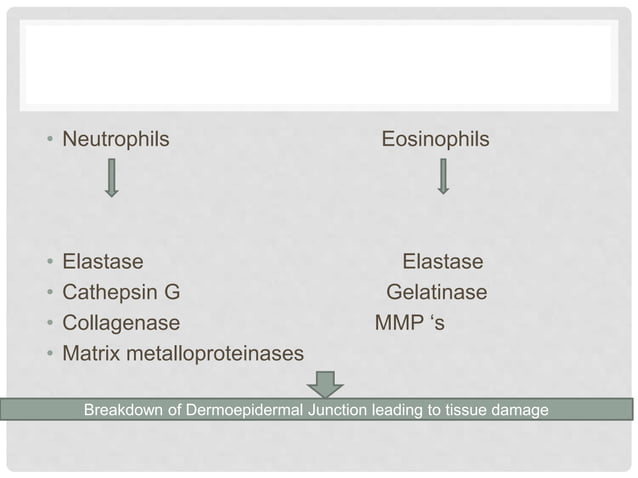 Bullous pemphigoid , dermatitis herpitiformis and cbdc | PPTX | Skin ...