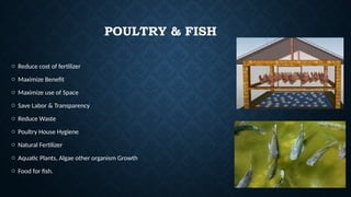 FISH FARMING,POULTRY FARMING AND RICE FARMING | PPTX