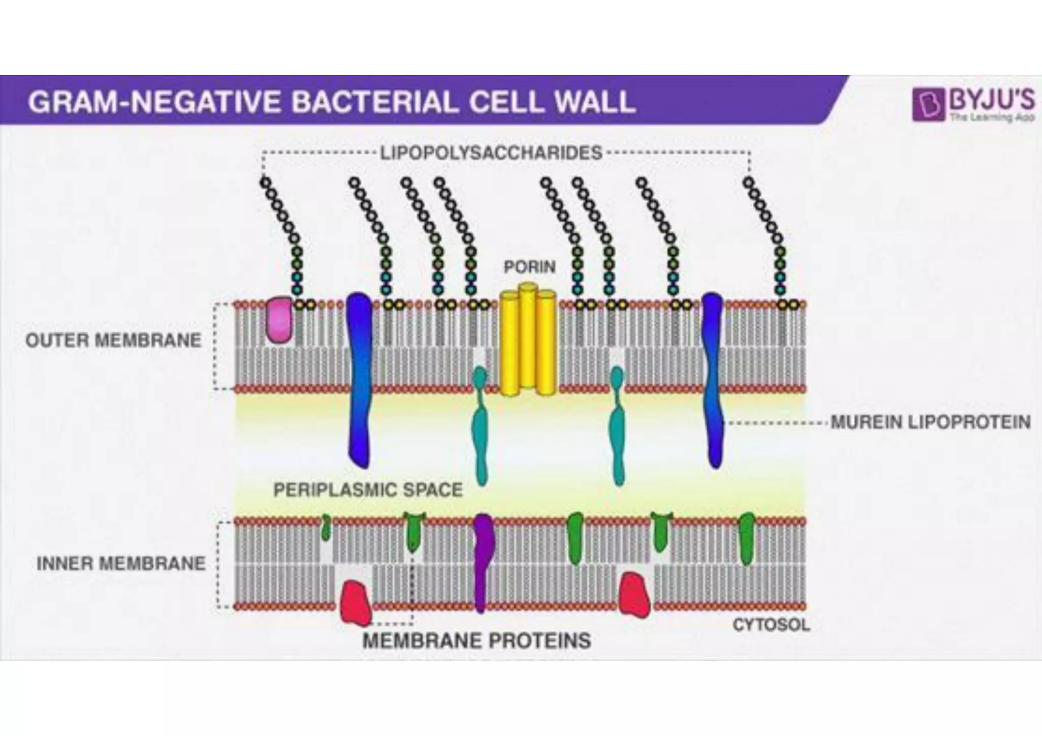 Bacteria cell wall | PDF