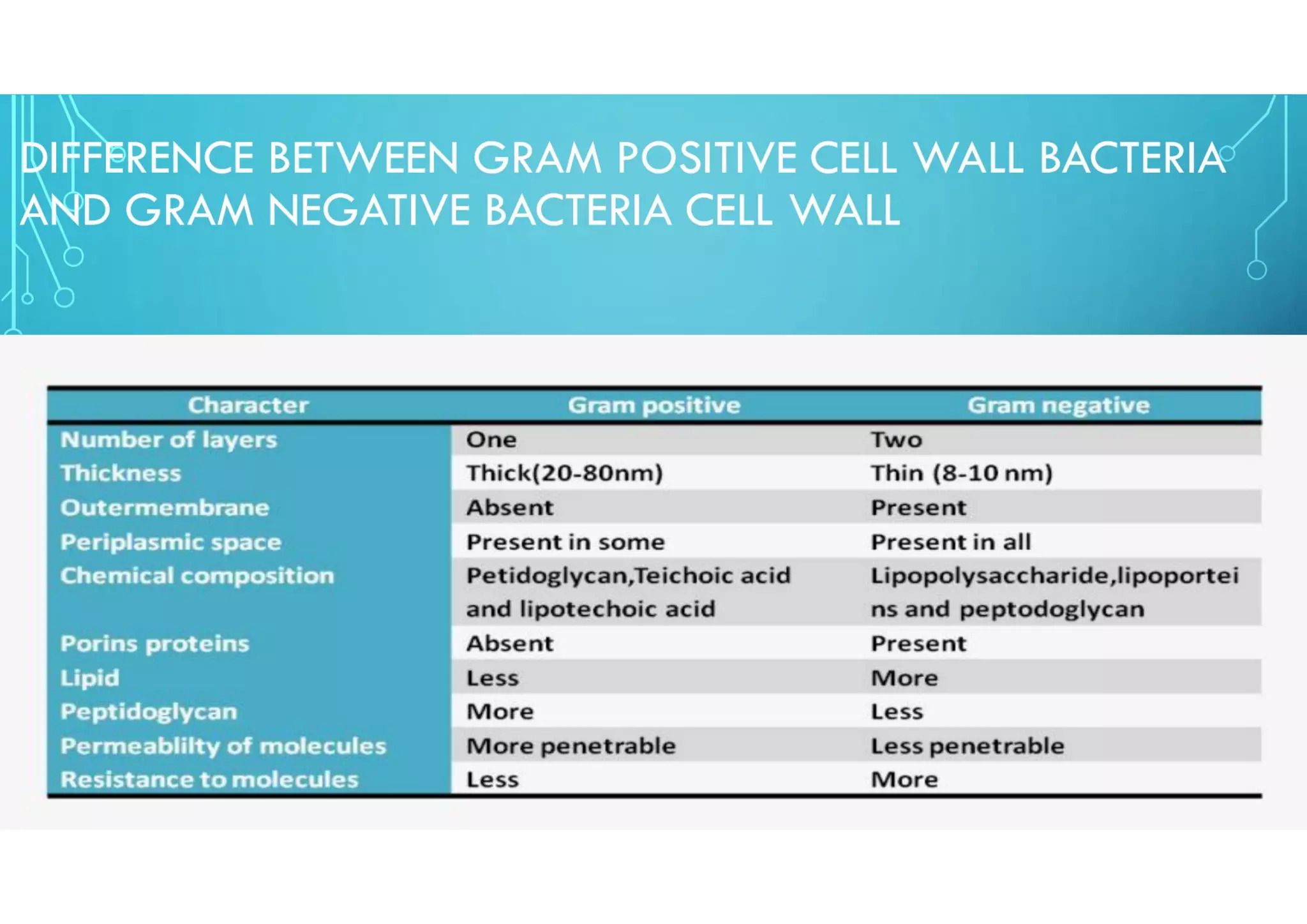 Bacteria cell wall | PDF