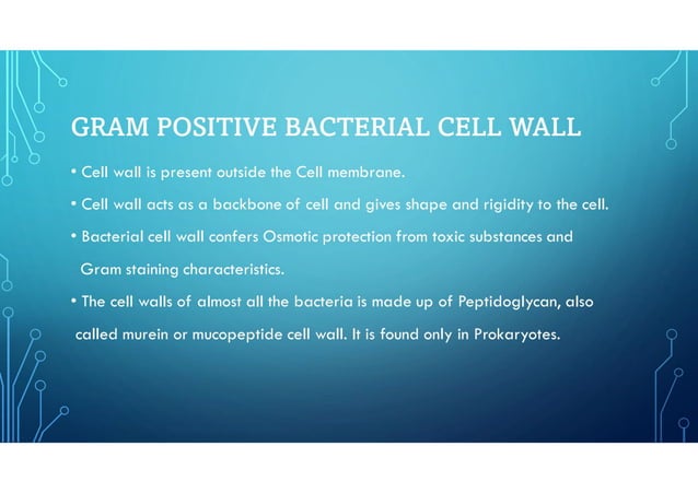 Bacteria cell wall | PDF