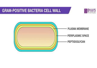 Bacteria cell wall | PDF