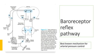 BP4 - BLOOD PRESSURE REGULATION.pptx, physiology | PPTX