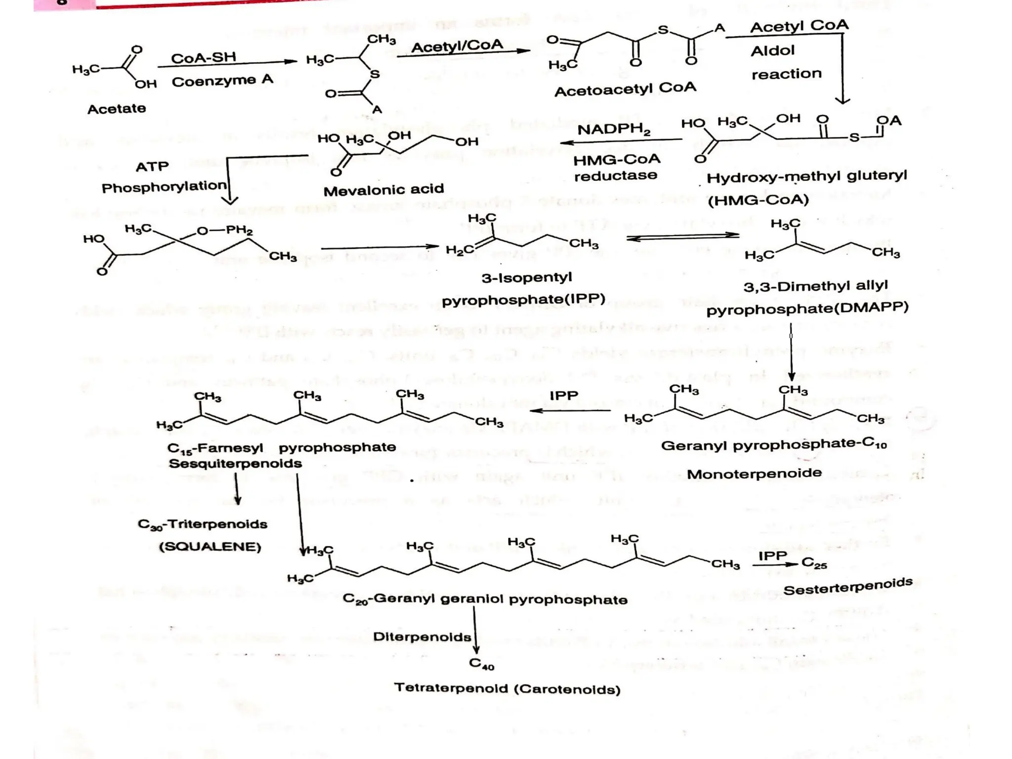 BP503TP Unit 1 Basic metabolic pathways.pptx