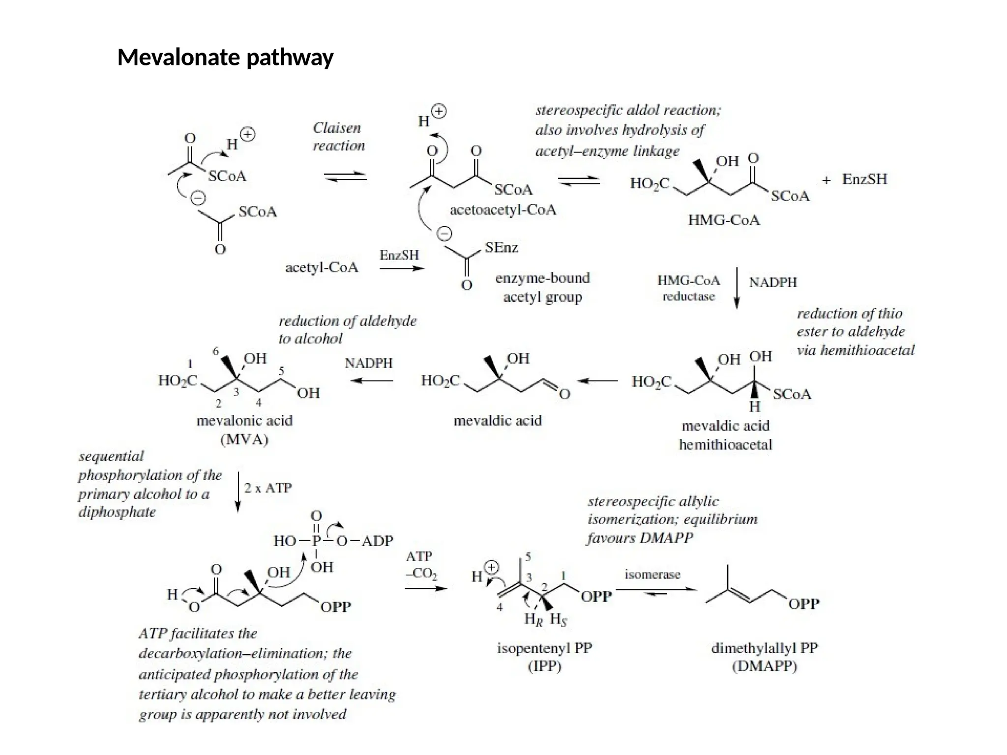 BP503TP Unit 1 Basic metabolic pathways.pptx