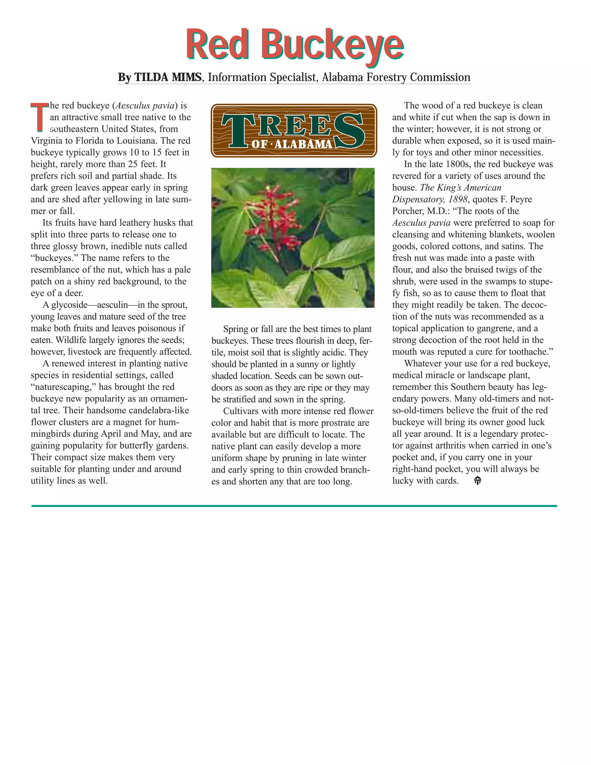 Red buckeye | PDF