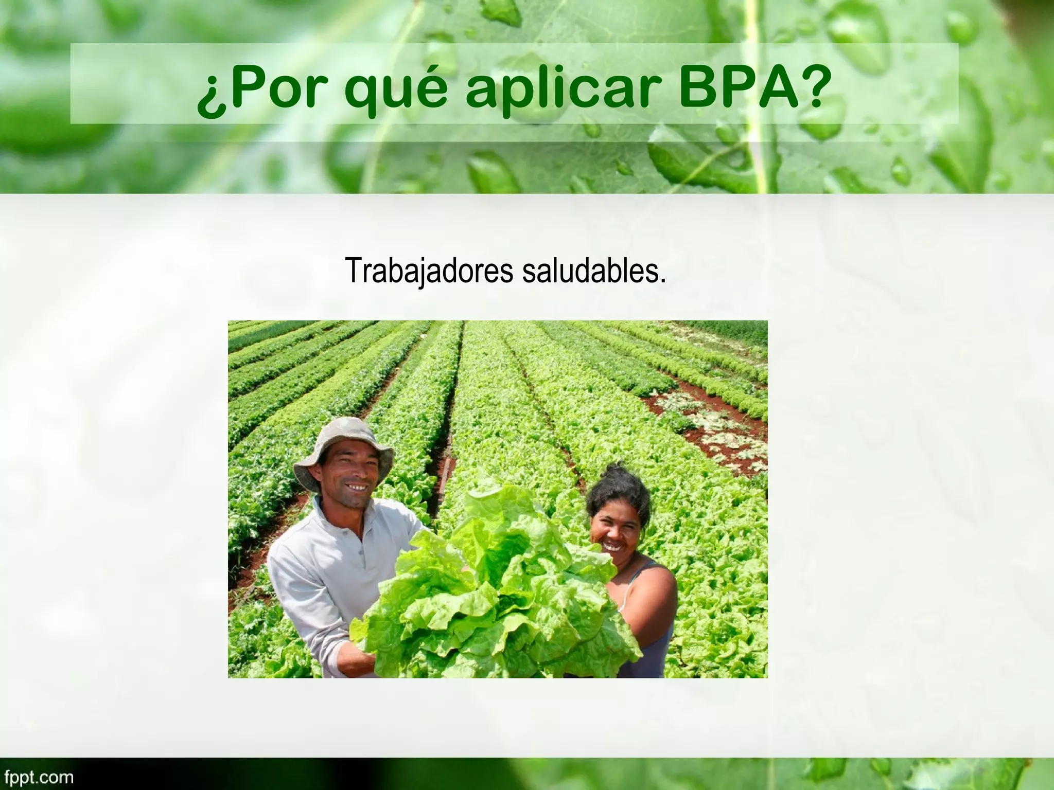Buenas Practicas Agricolas Ppt